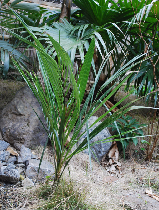 parajubaea torallyi var. microcarpa
