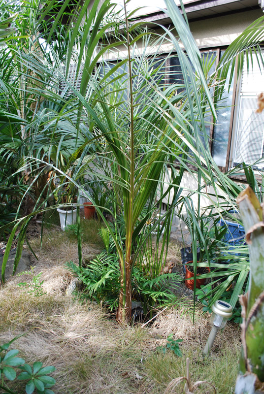 Parajubaea torallyi var. torallyi