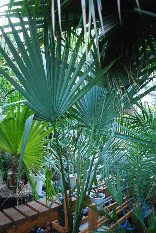 Sabal palmetto
