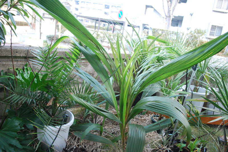 Parajubaea torallyi var. torallyi